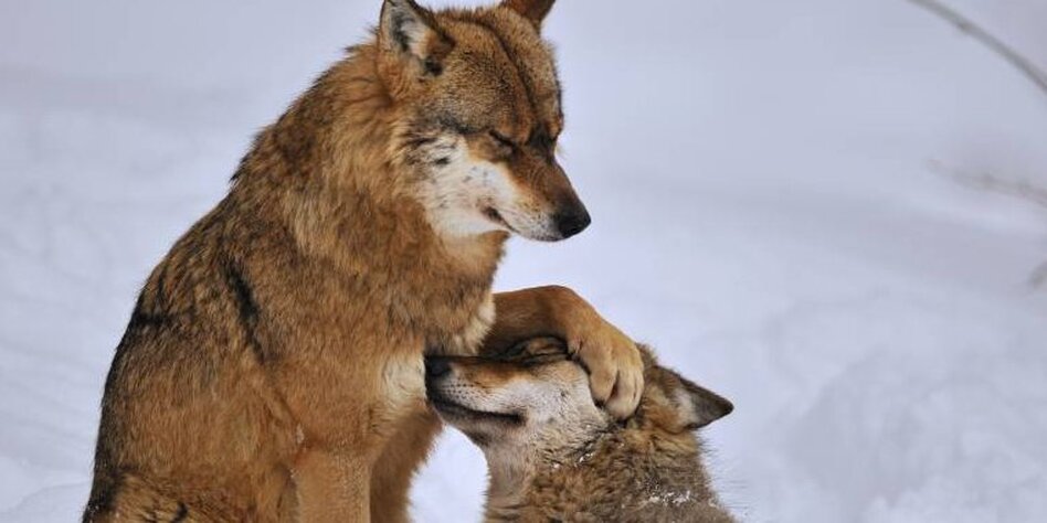 Jagen in Schweden: Der Schwede ist des Wolfes Wolf - taz.de